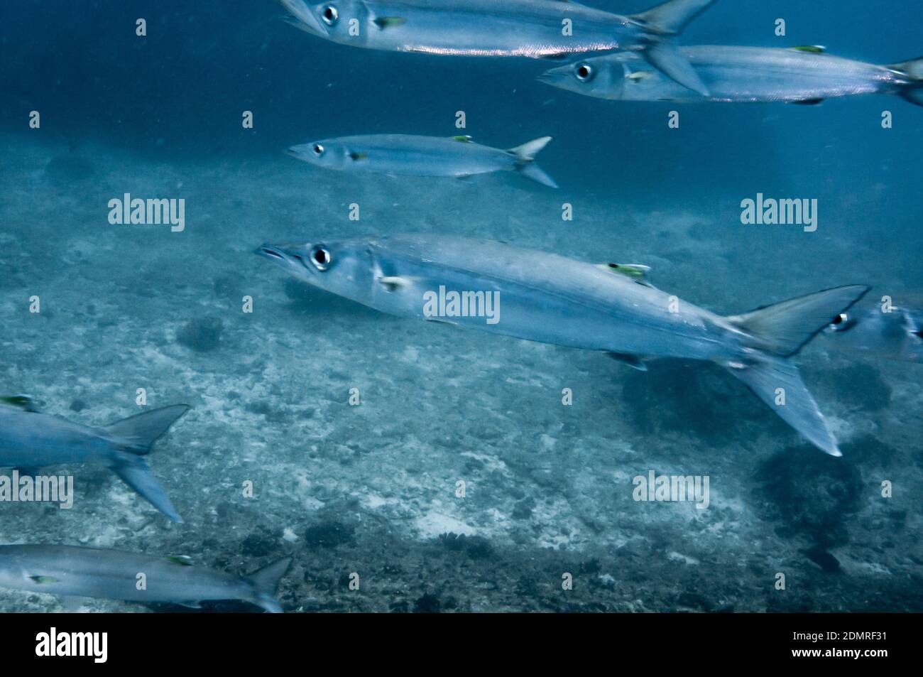 School of Bigeye Barracuda (Sphyraena forsteri Stock Photo - Alamy
