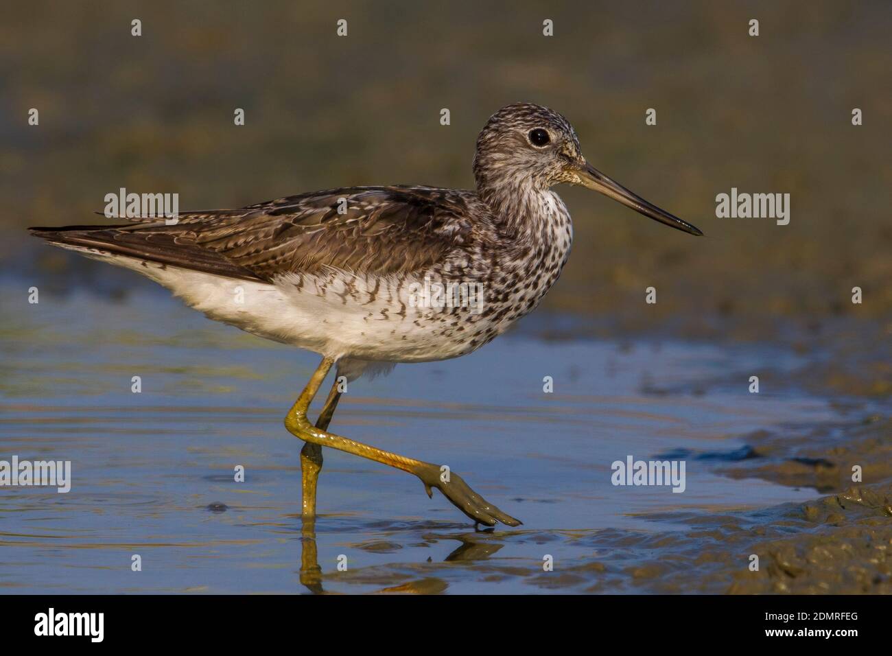 Groenpootruiter, Common Greenshank; Tringa nebularia Stock Photo - Alamy