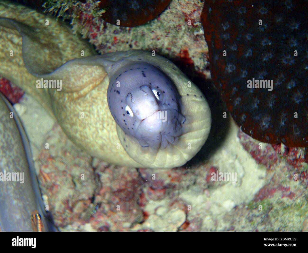 Underwater marine life, face of the Geometric Moray (Gymnothorax ...