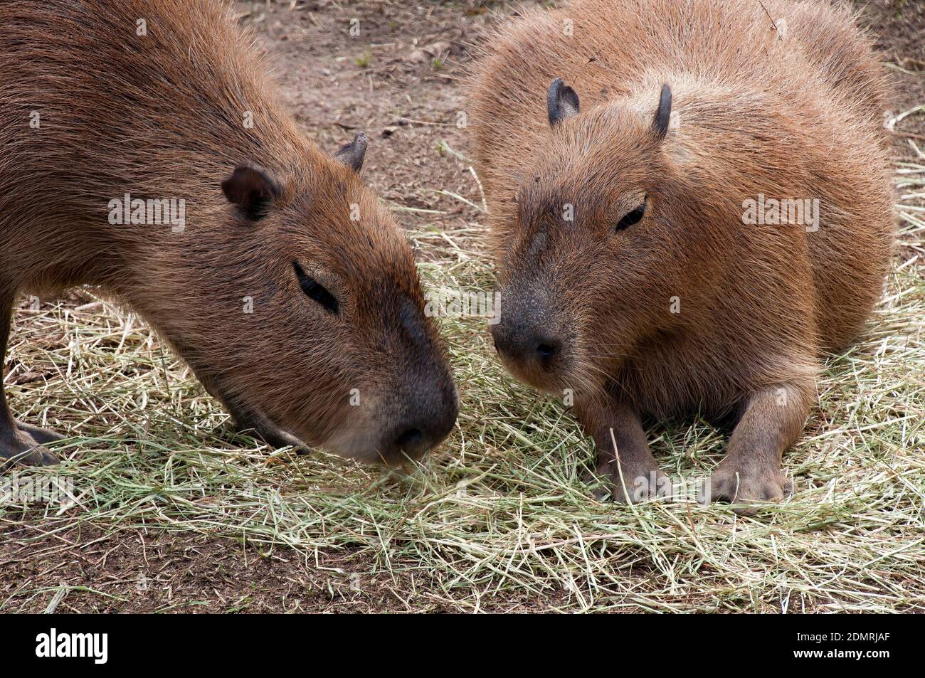 Sydney Australia, close-up of the head of a capybara which is the ...