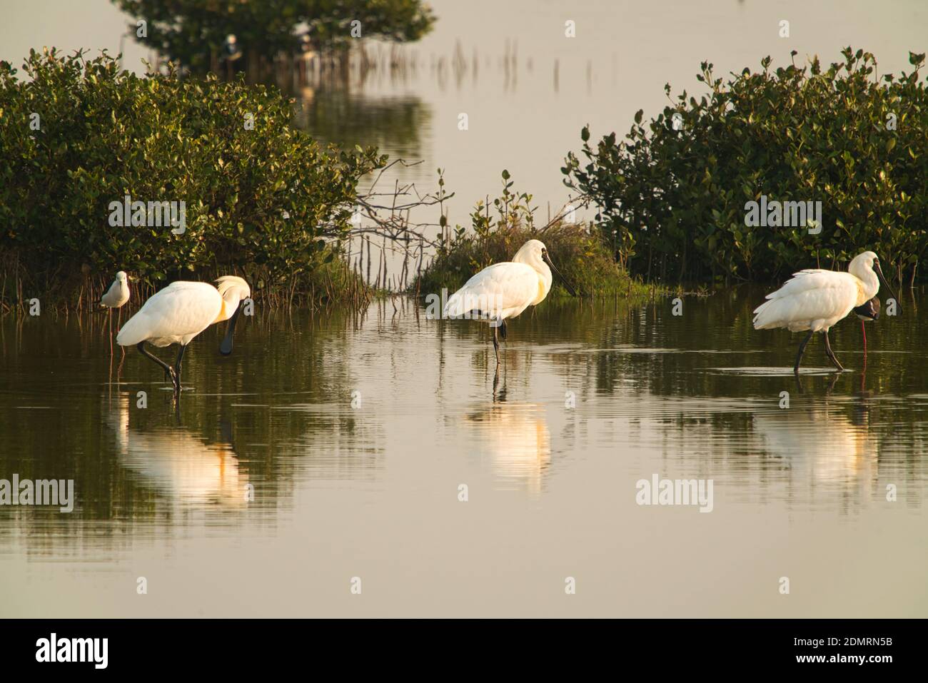 The black-faced spoonbill stood on one foot and groomed its feathers ...
