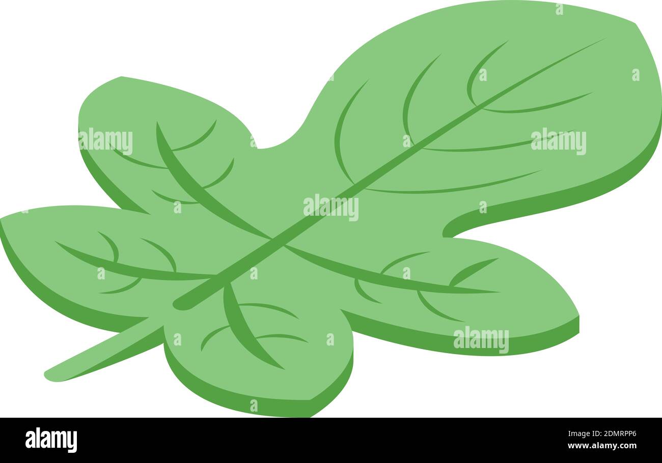 Figs leaf icon. Isometric of figs leaf vector icon for web design ...