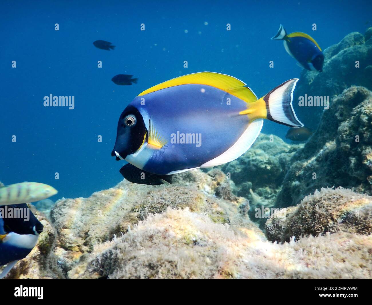 Dori Fish High Resolution Stock Photography and Images - Alamy