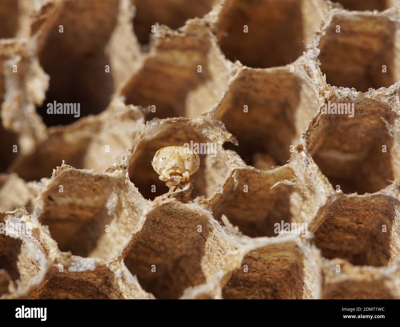 Dry honeycomb close up hi-res stock photography and images - Alamy