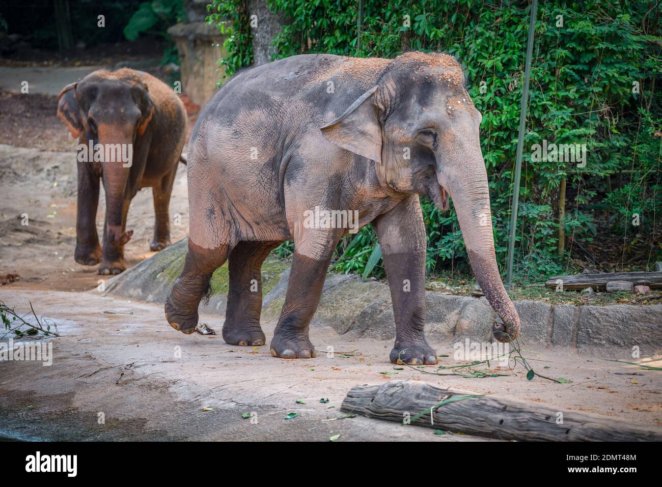 Singapore zoo elephants hi-res stock photography and images - Alamy