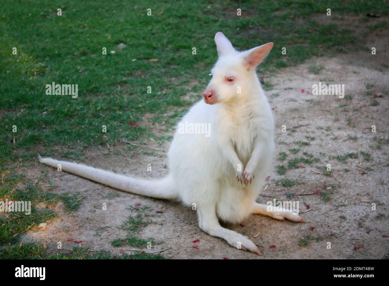 Dwarf land hi-res stock photography and images - Alamy