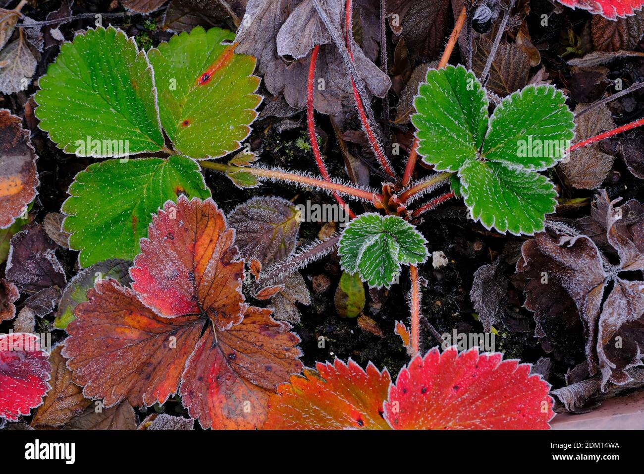 Frost flower hokkaido japan hi-res stock photography and images - Alamy