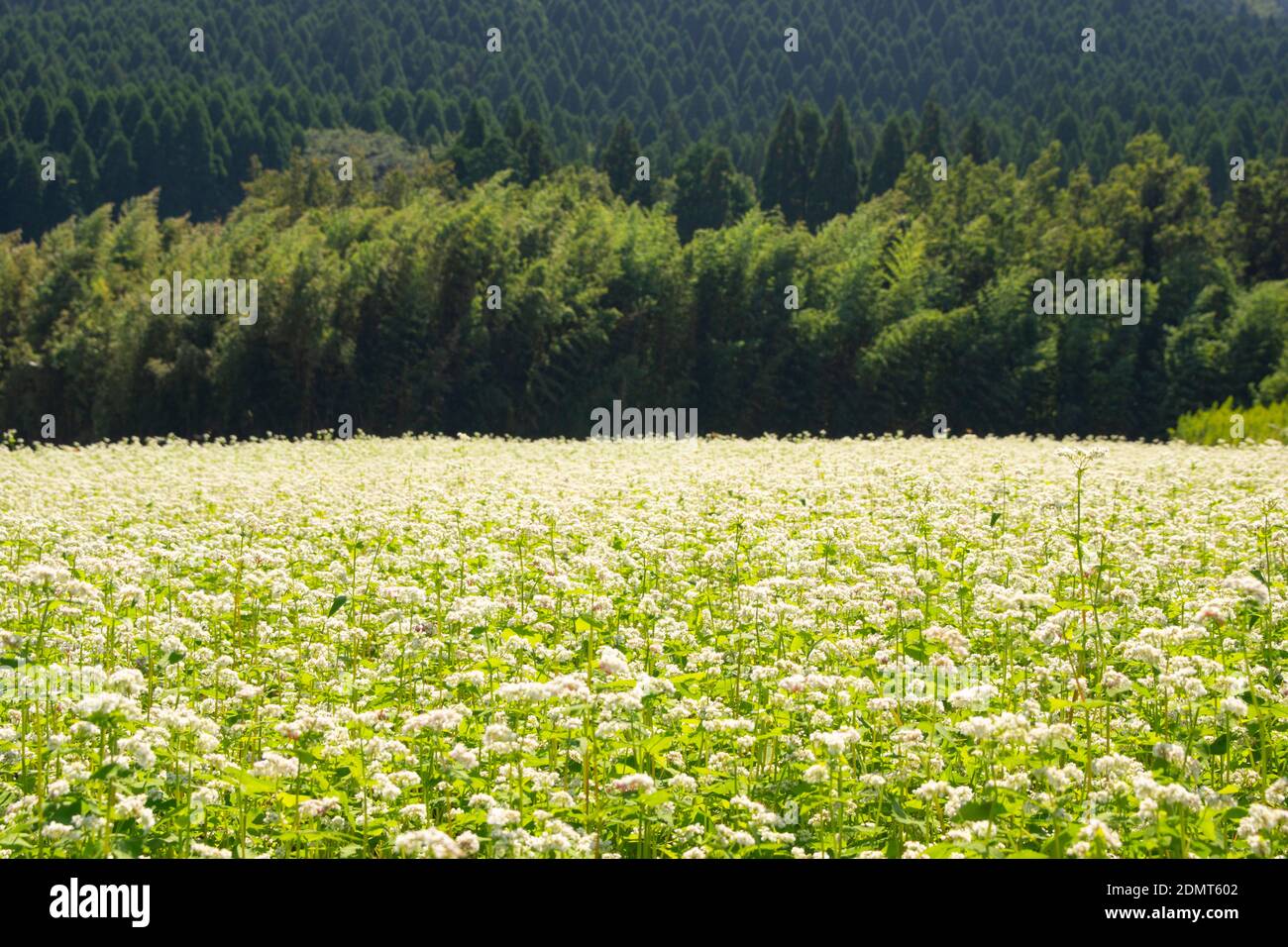 Buckwheat Field in Minamiaso Village, Kumamoto Prefecture, Japan Stock ...