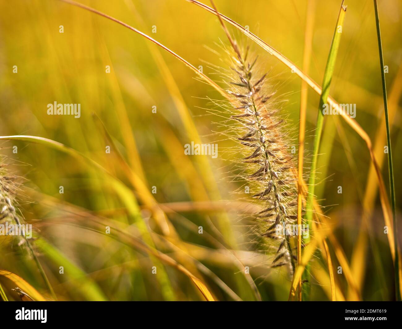 Foxtail Bristle Grass High Resolution Stock Photography and Images - Alamy