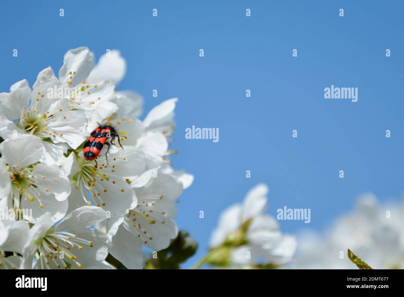 Shield wild cherry hi-res stock photography and images - Alamy