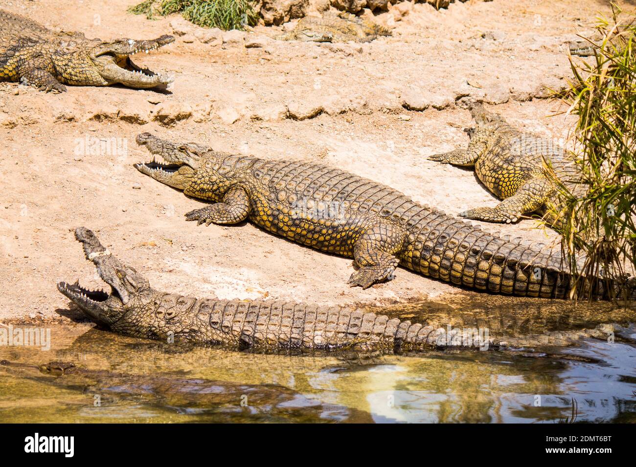 Aerial view of a crocodile hi-res stock photography and images - Alamy