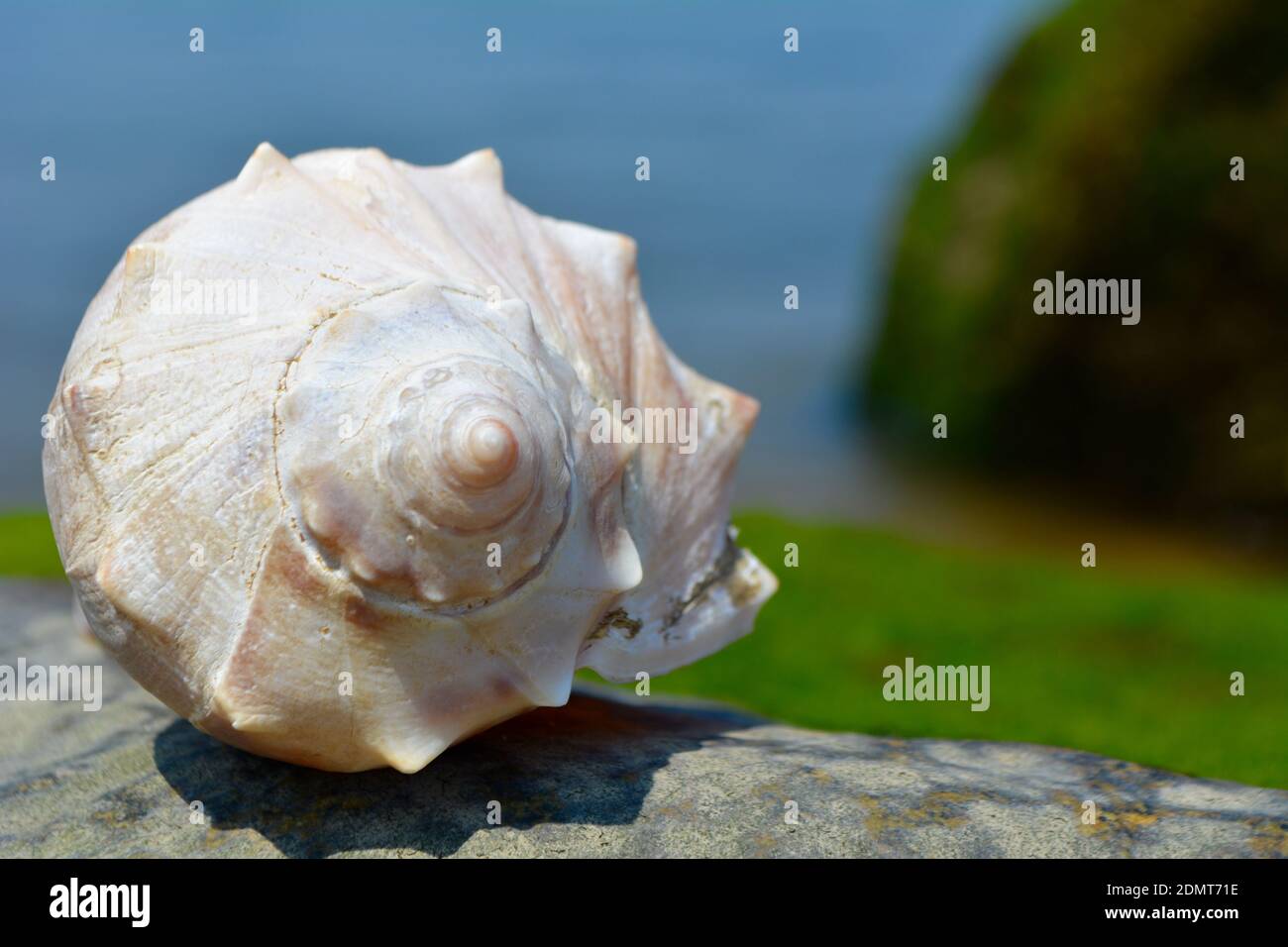 Golden ratio snail hi-res stock photography and images - Alamy