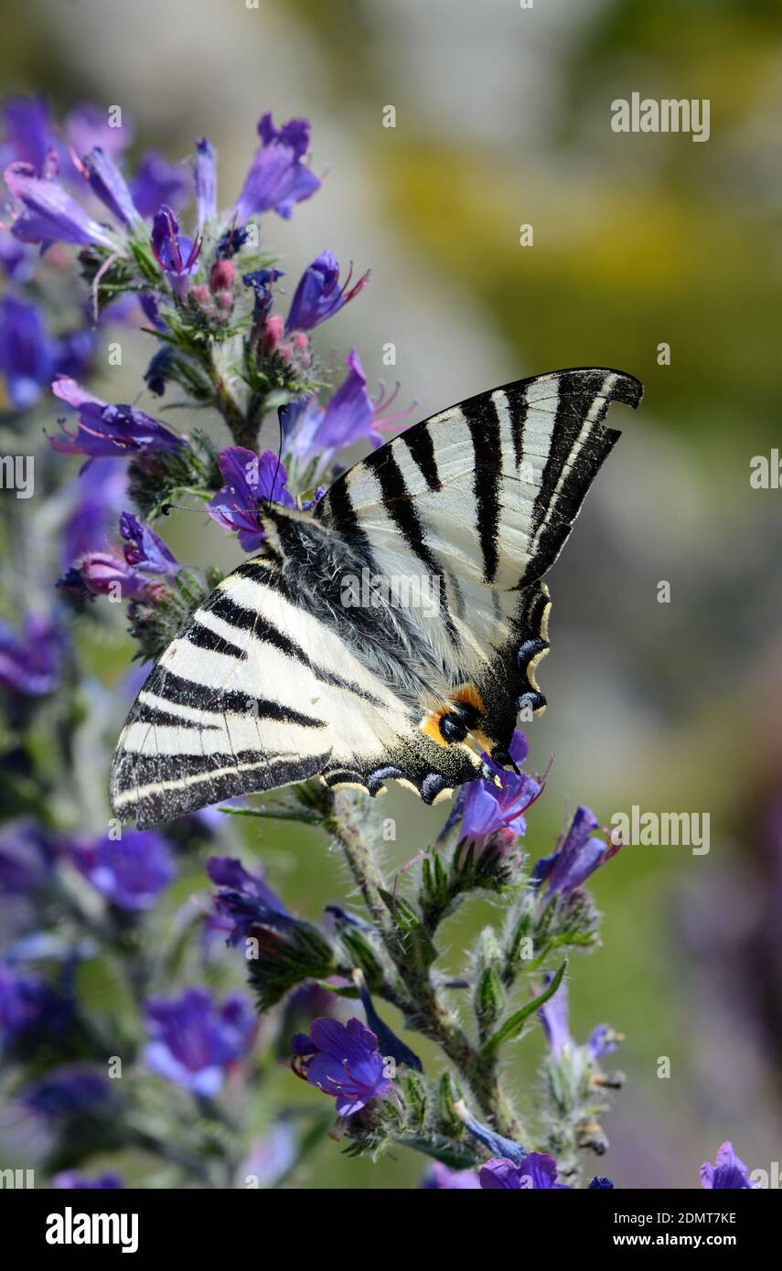 Butterfly iphiclides podalirius swallowtail hi-res stock photography ...