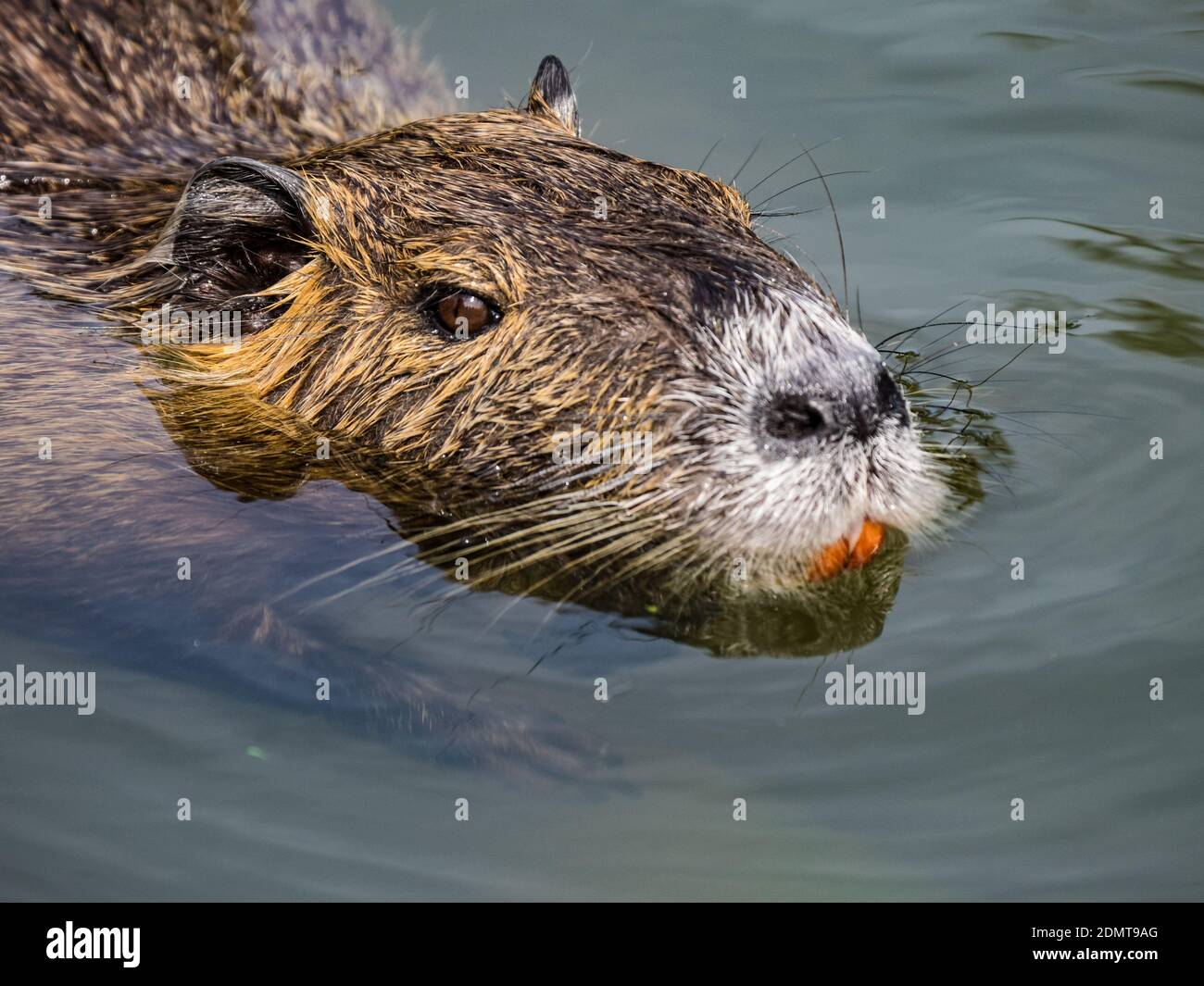 Beaver swimming underwater hi-res stock photography and images - Alamy