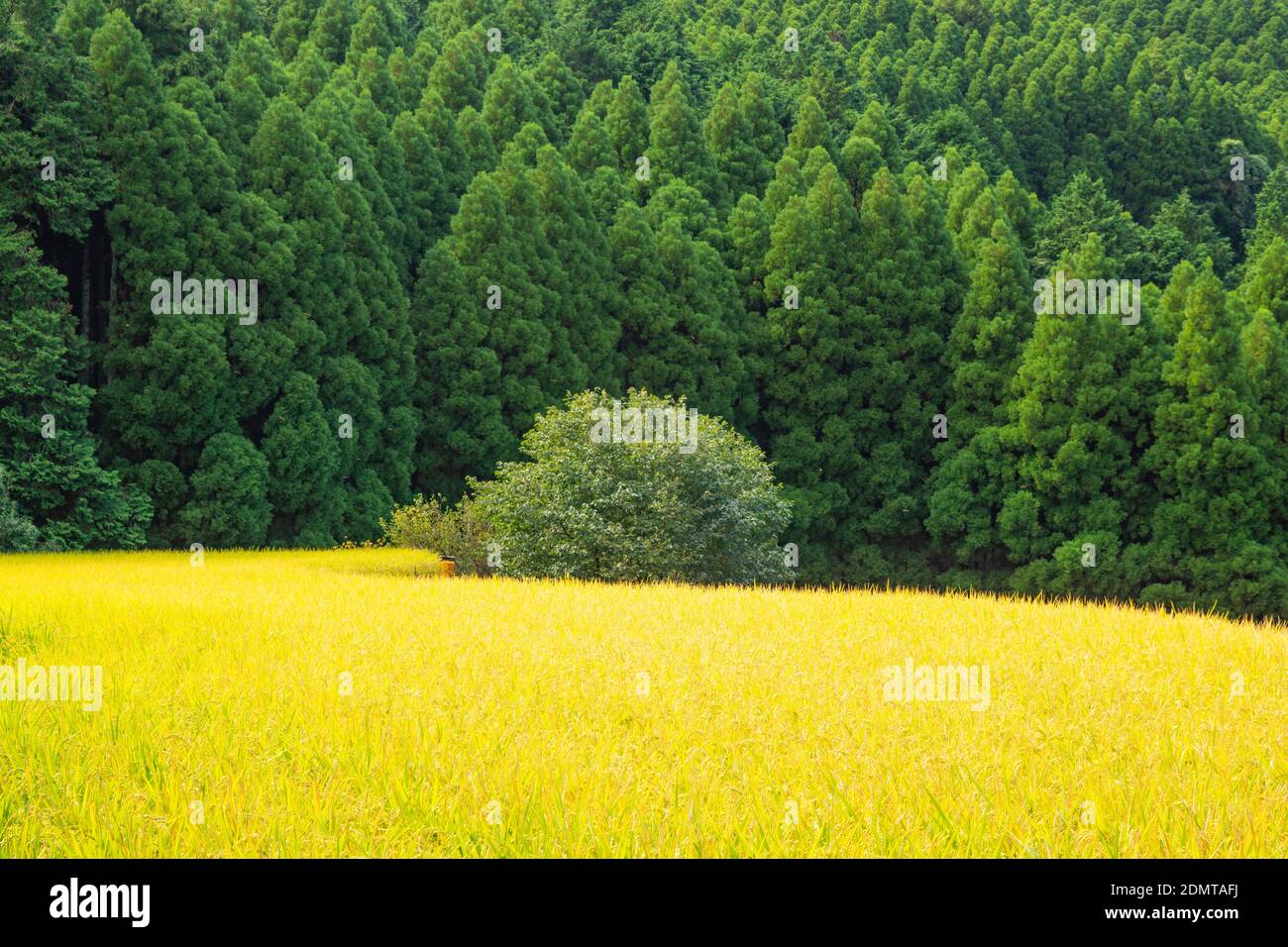 Golden Ear of Rice in Stepped Rice Paddy Stock Photo - Alamy