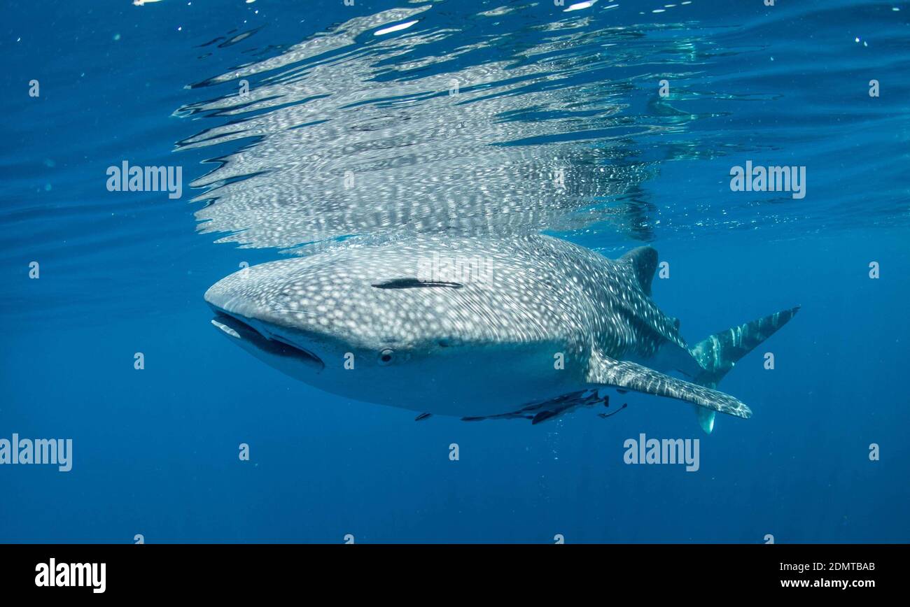 Marine plankton fish hi-res stock photography and images - Alamy