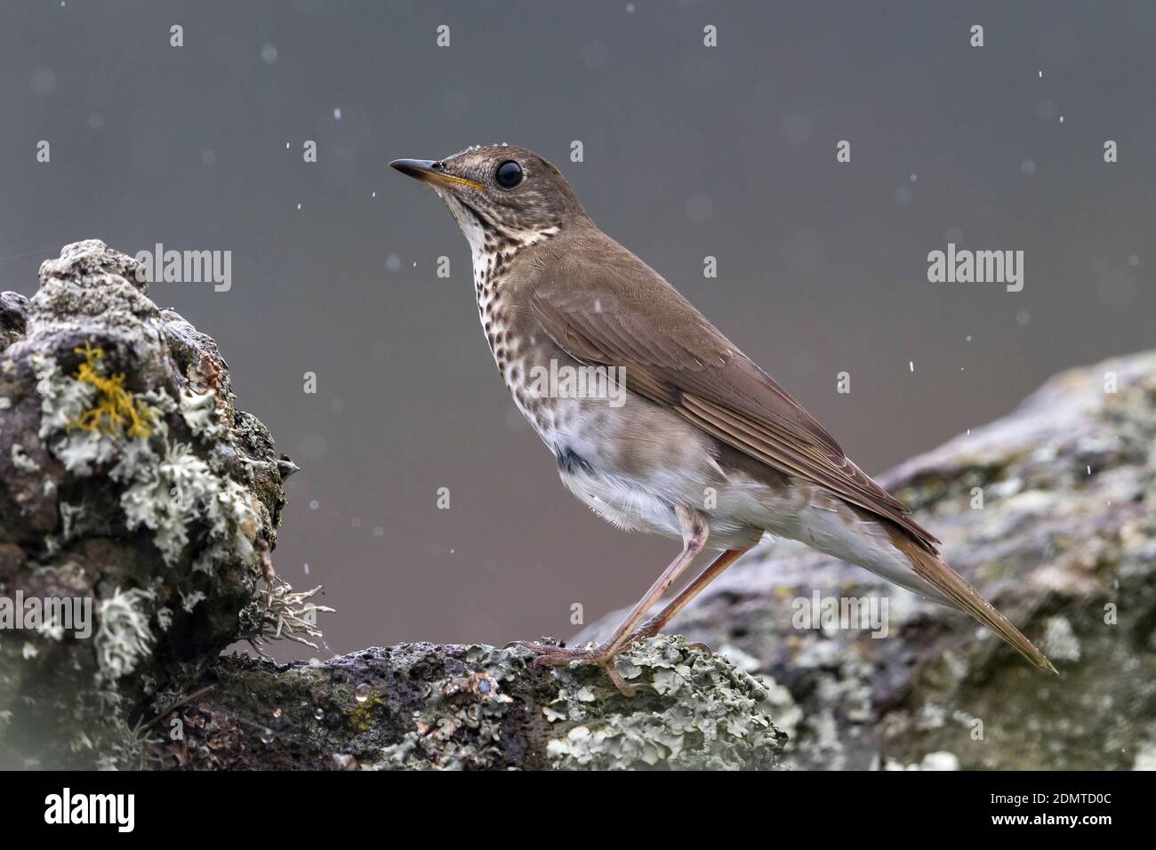 Grijswangdwerglijster, Grey-cheeked Thrush; Catharus minimus Stock ...