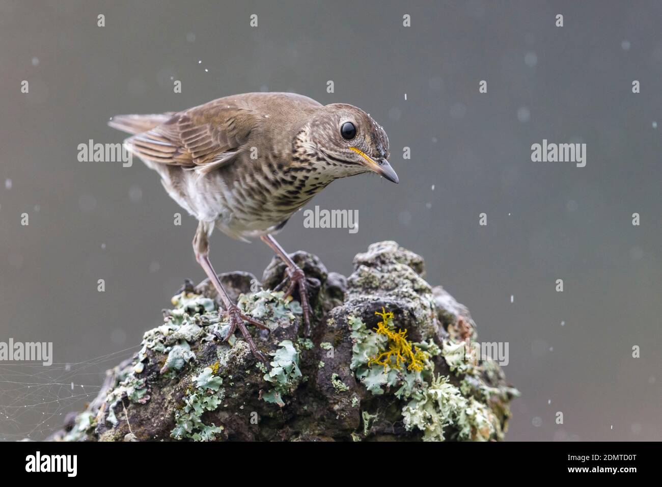 Grijswangdwerglijster, Grey-cheeked Thrush; Catharus minimus Stock ...