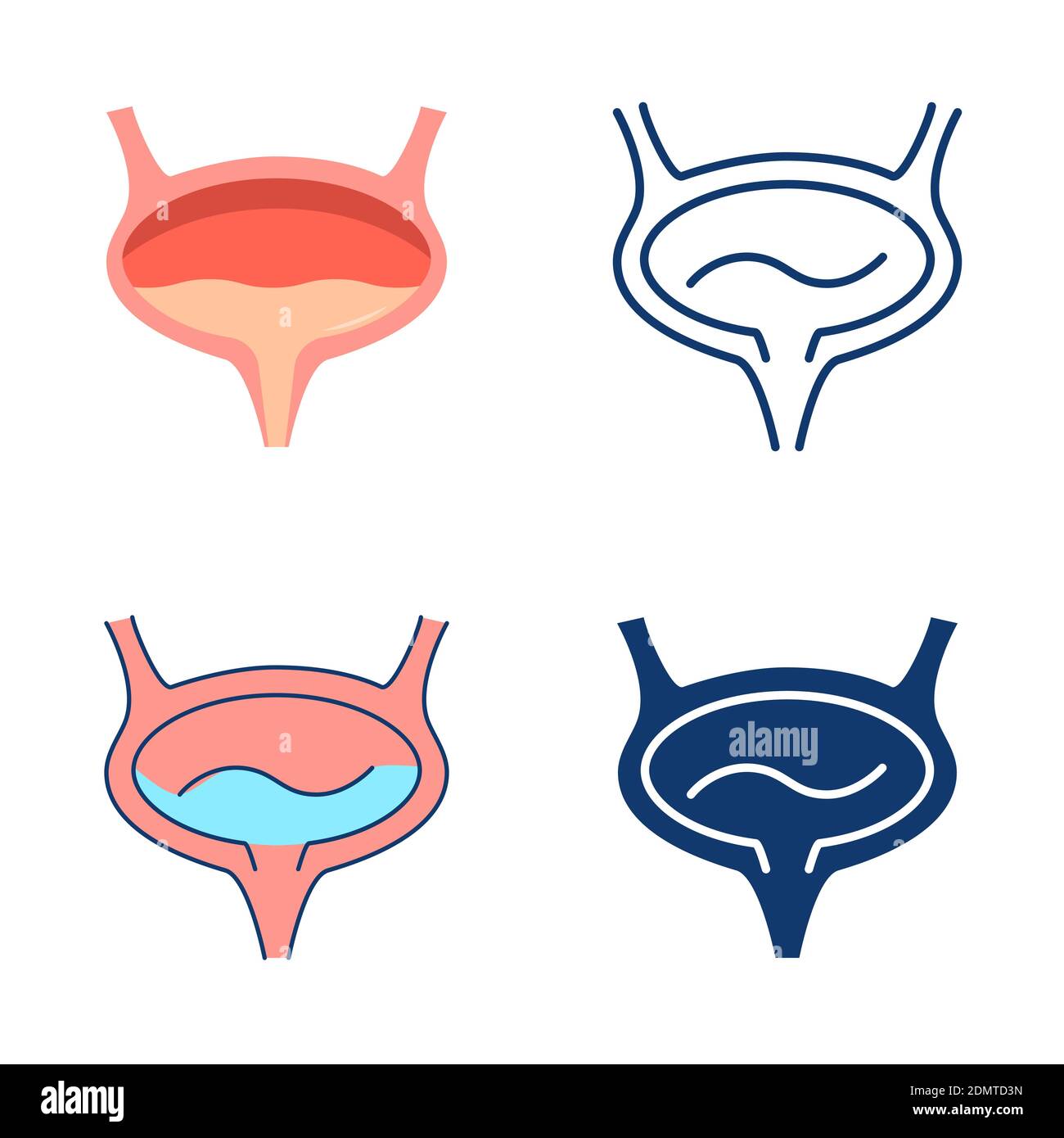 Bladder icon set in flat and line style. Part of human urinary system ...