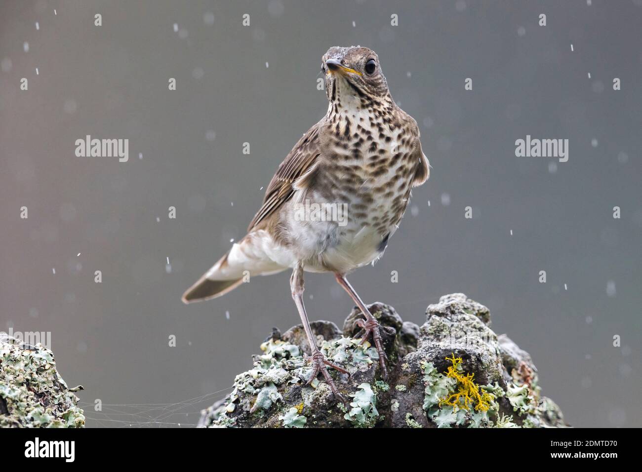 Grijswangdwerglijster, Grey-cheeked Thrush; Catharus minimus Stock ...