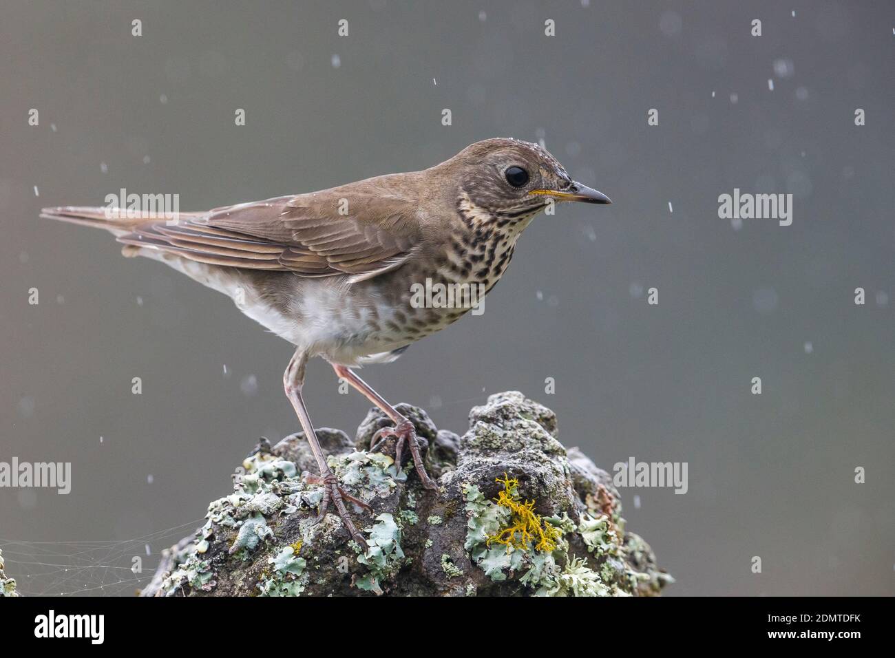 Grijswangdwerglijster, Grey-cheeked Thrush; Catharus minimus Stock ...