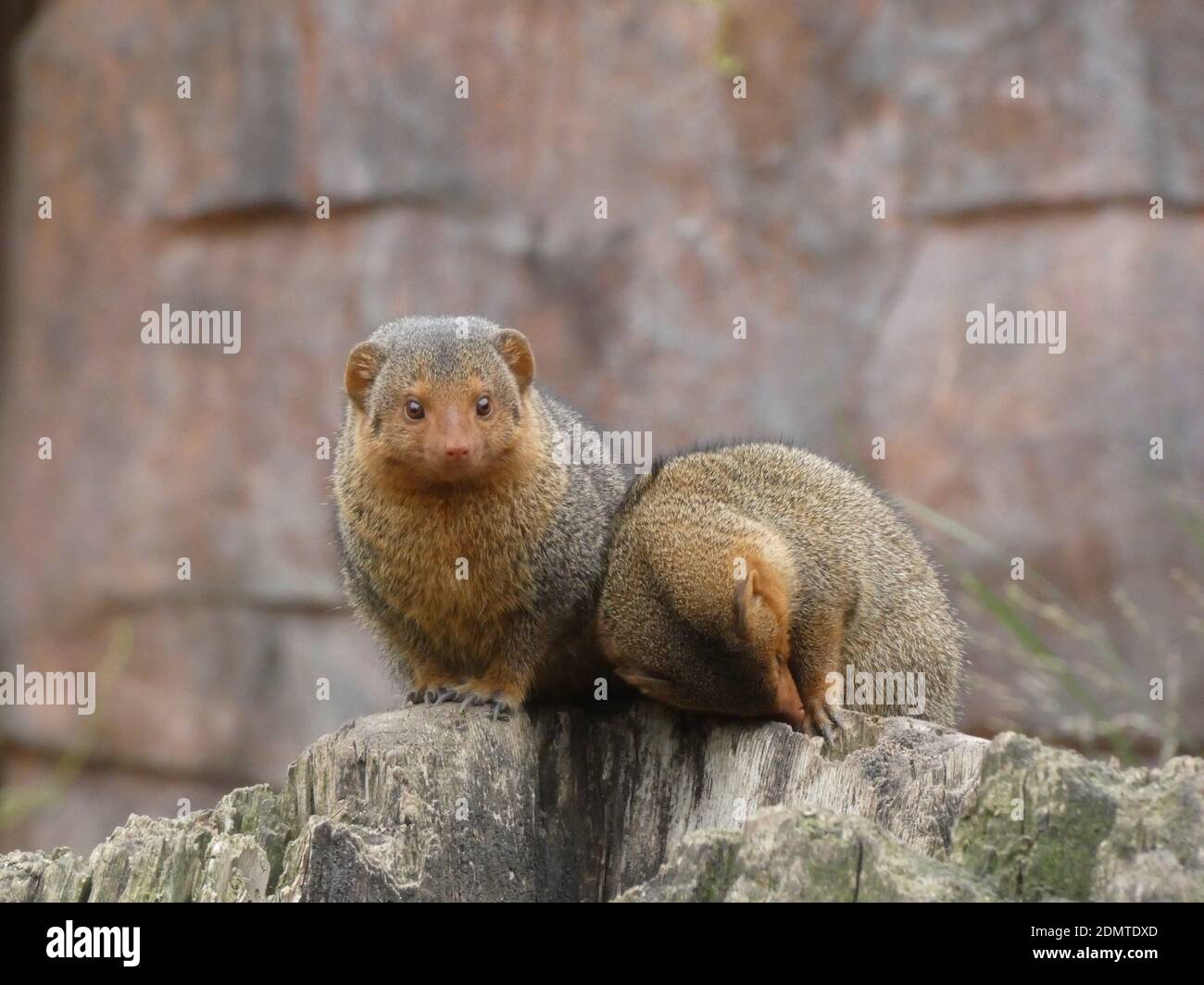 Dwarf mongoose people hi-res stock photography and images - Alamy