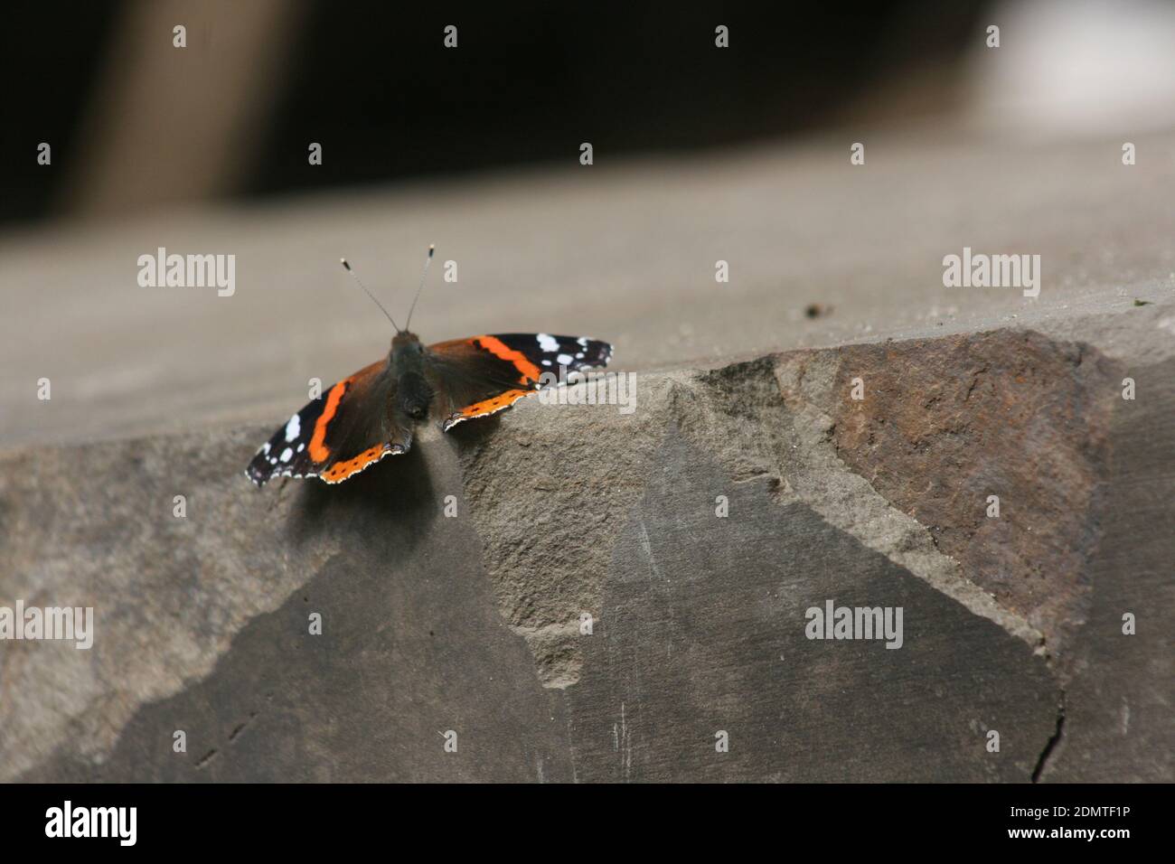 Black angle butterfly hi-res stock photography and images - Alamy