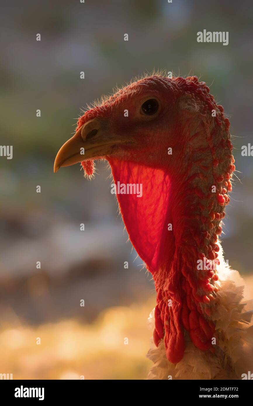 Chicken rooster head side view hi-res stock photography and images - Alamy