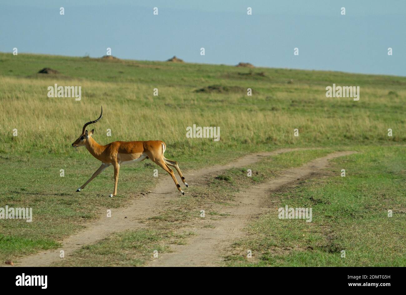 Impala Jumping Across A Dirt Road In The Middle Of The Grasslands Of ...