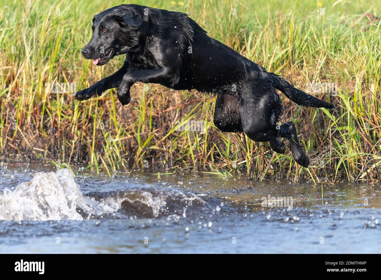 Black labrador jumping hi-res stock photography and images - Alamy