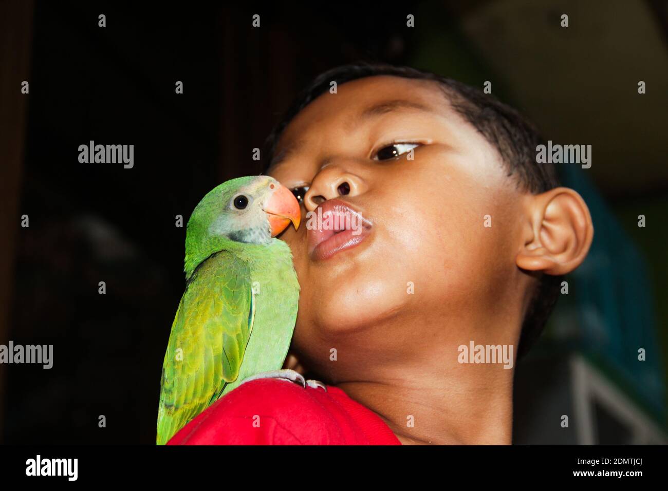 Pet pets parakeet on shoulder hi-res stock photography and images - Alamy