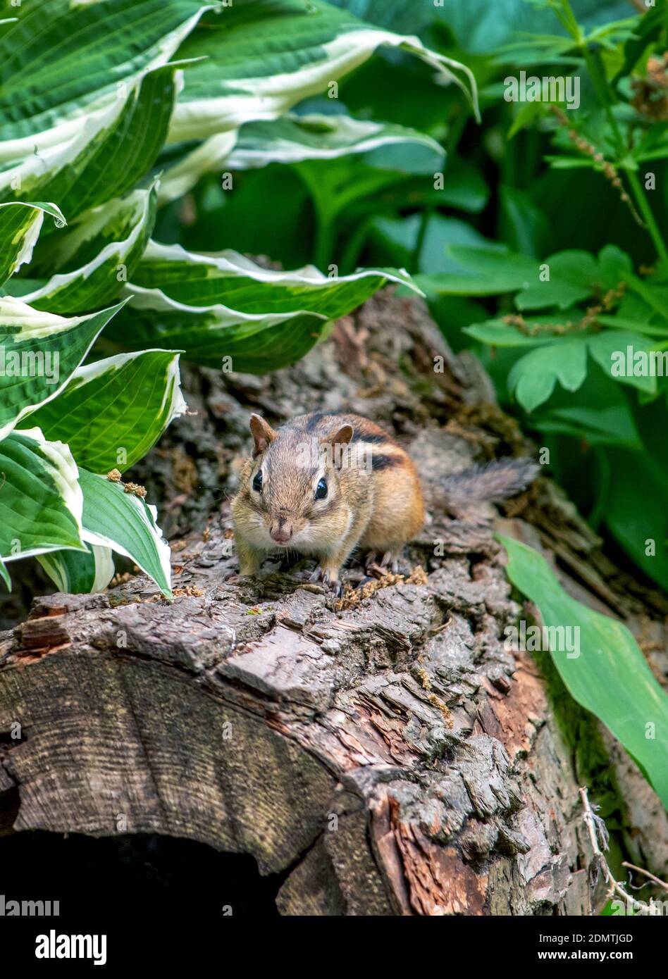 Chipmunk home hi-res stock photography and images - Alamy
