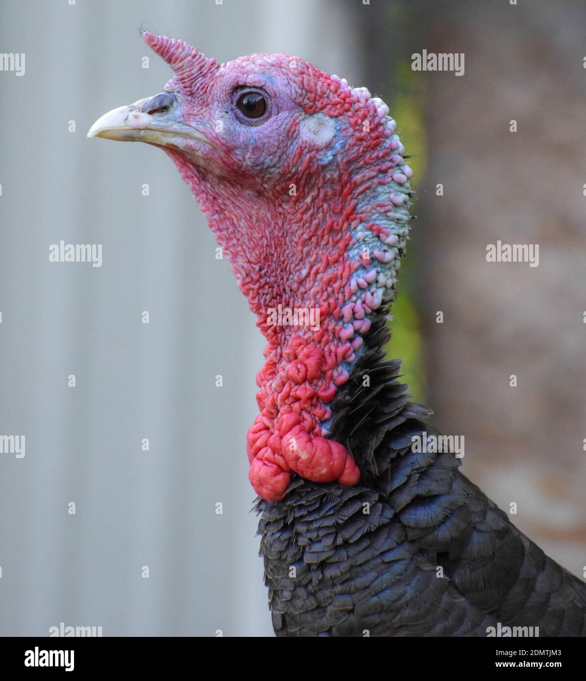Male turkey profile hi-res stock photography and images - Alamy