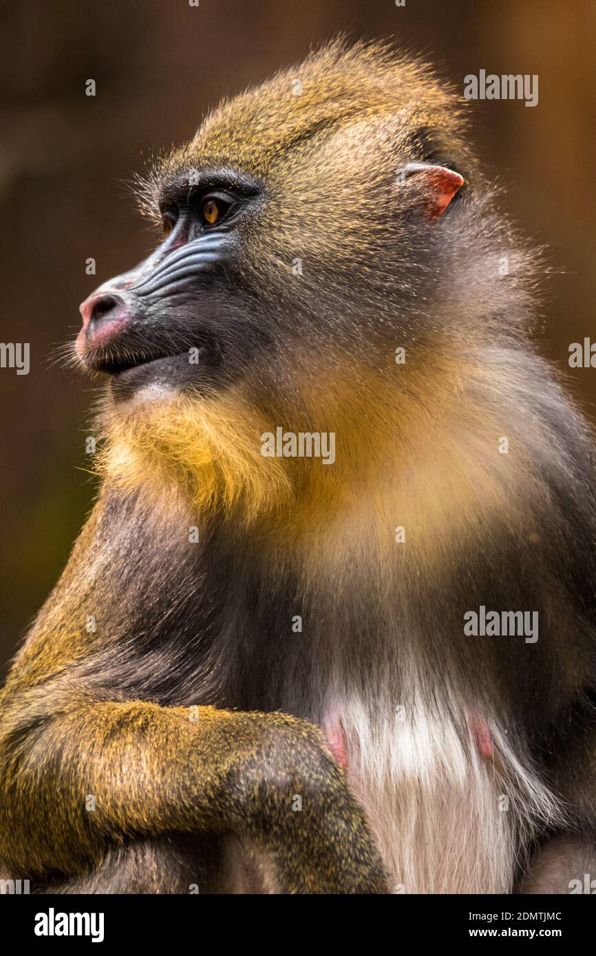 Mandrill female hi-res stock photography and images - Alamy