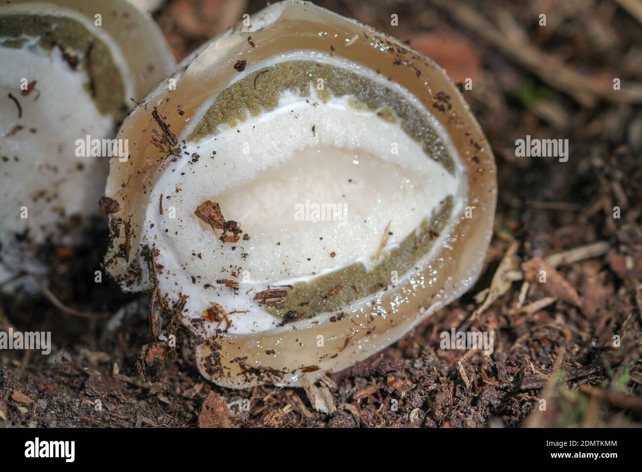 Stinkhorn eggs hi-res stock photography and images - Alamy