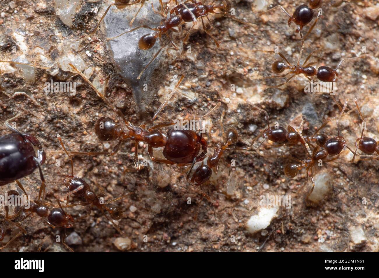 Macro Photography of Group of Soldier Big Headed Ant with Worker Ants ...