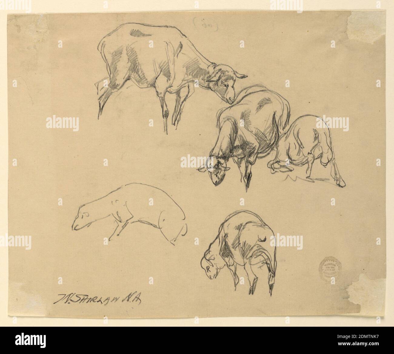 Black sheep drawing hi-res stock photography and images - Alamy