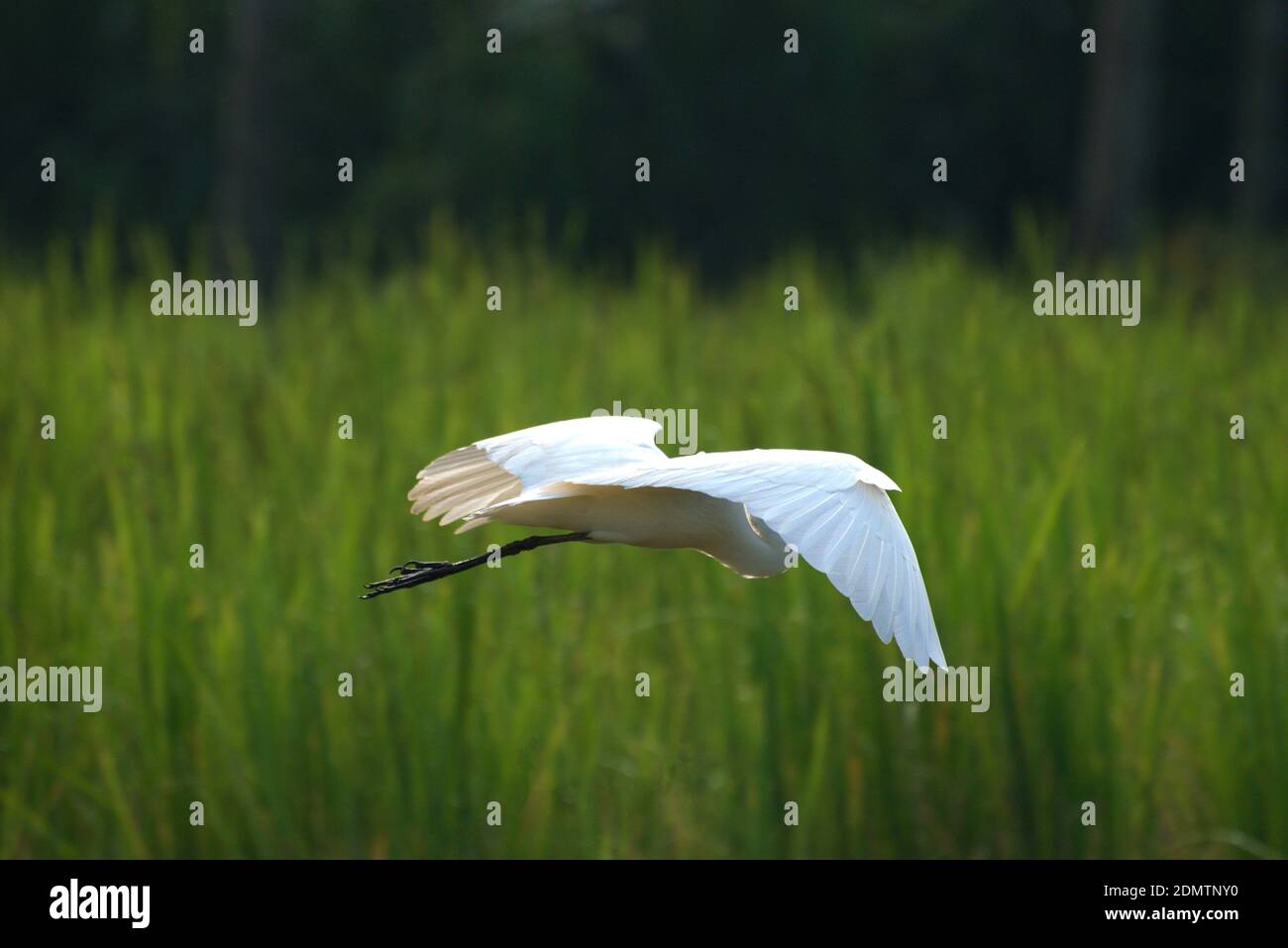 The great egret flying above grasslands Stock Photo - Alamy