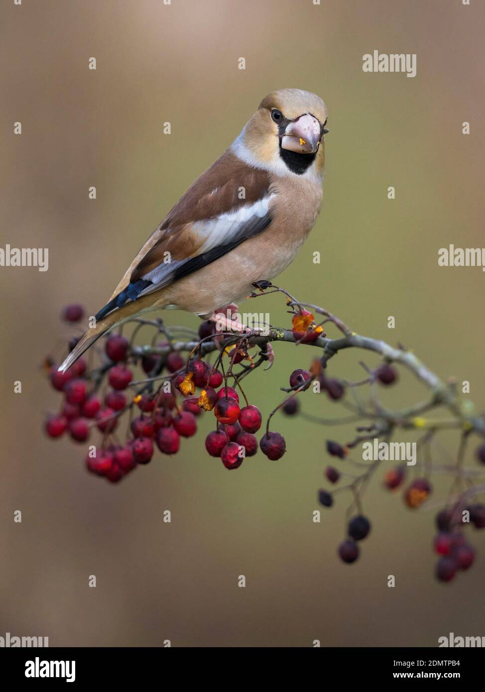 Appelvink etend; Hawfinch eating Stock Photo - Alamy