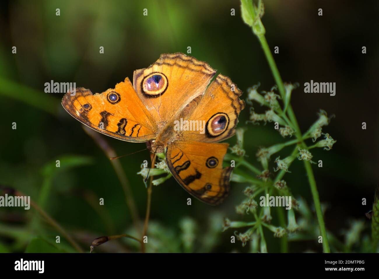 Junonia almana peacock pansy sitting on a plant Stock Photo - Alamy
