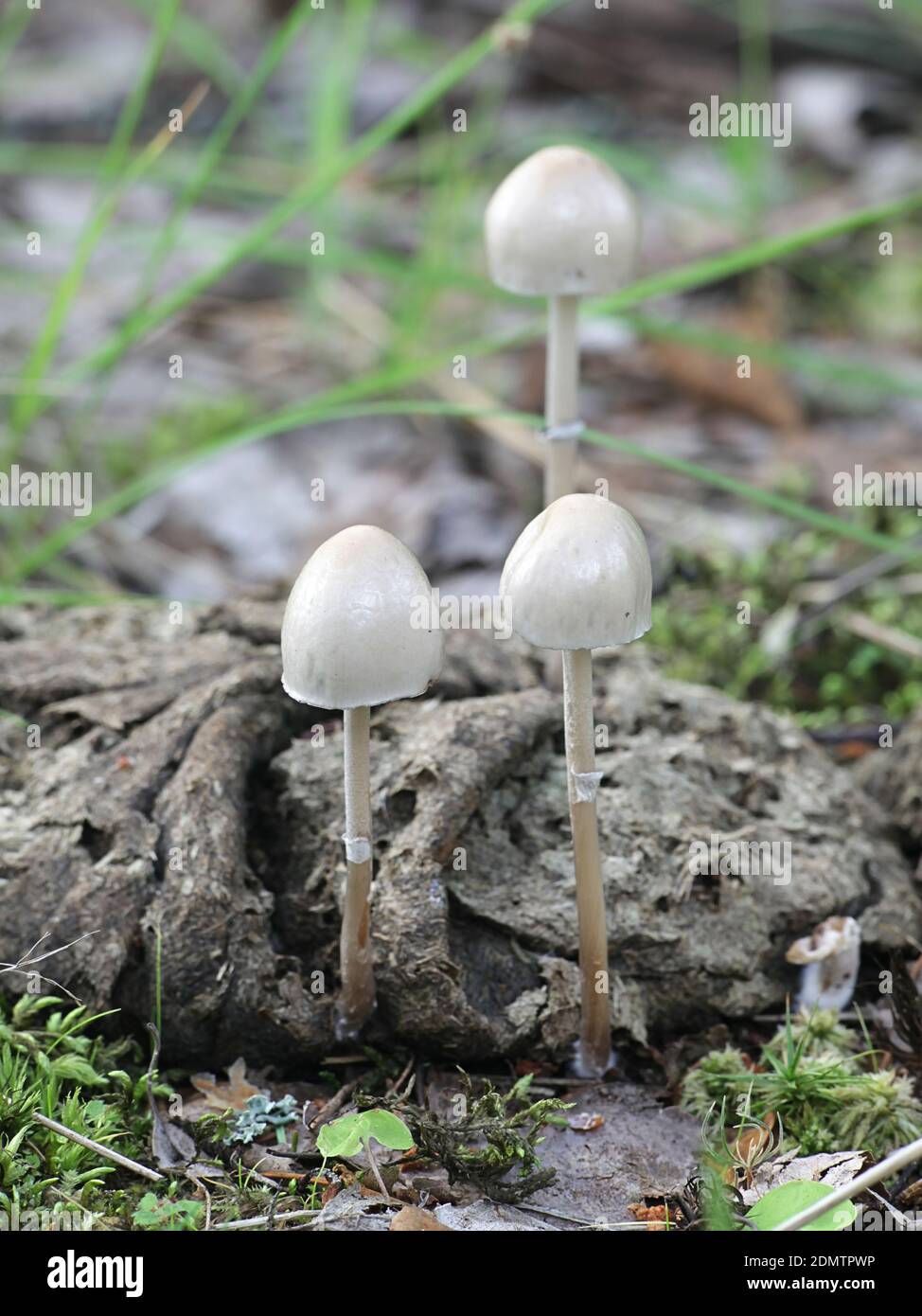 Cow dung mushroom hi-res stock photography and images - Alamy