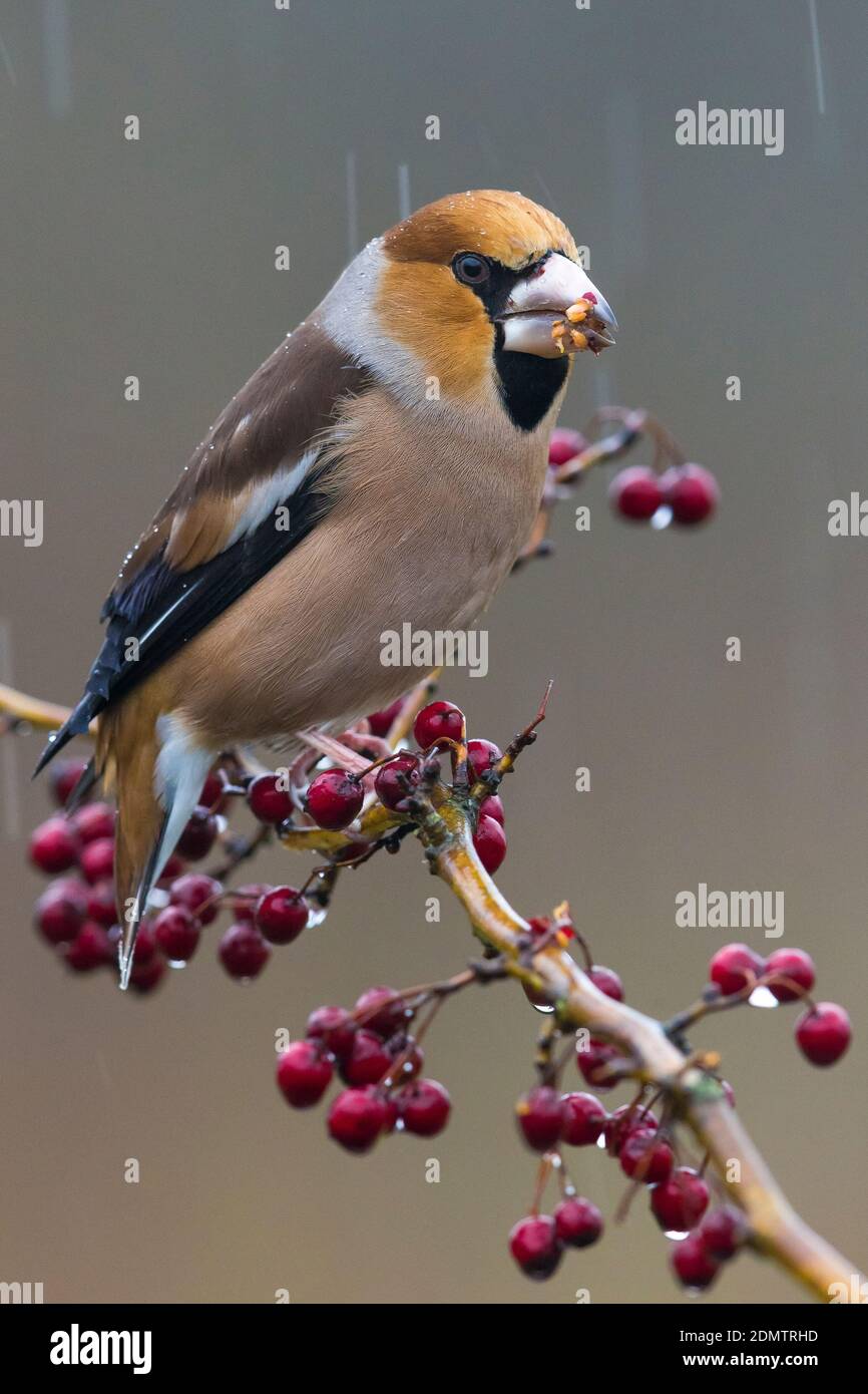 Appelvink etend; Hawfinch eating Stock Photo - Alamy