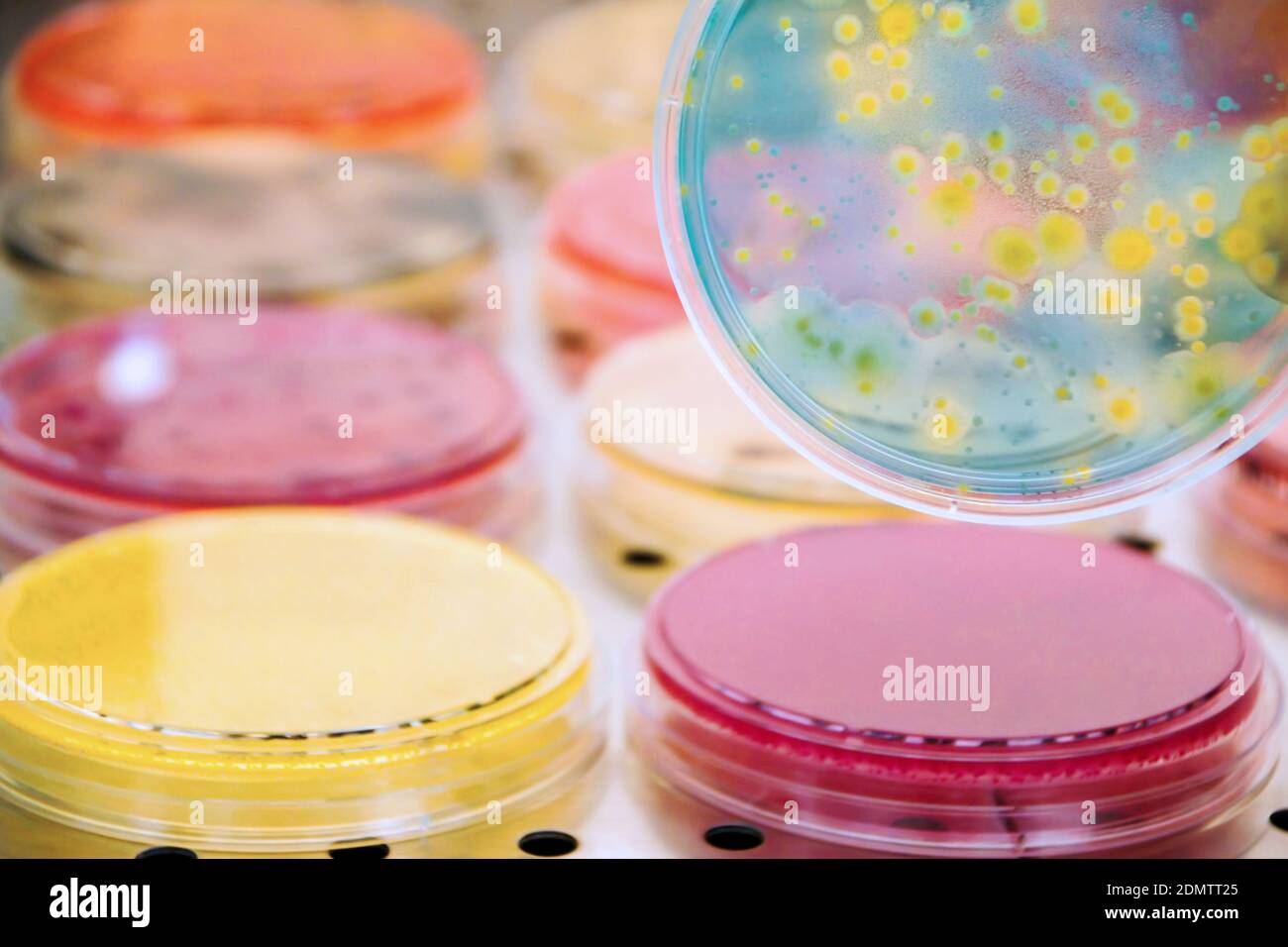 Streptococcus agar hi-res stock photography and images - Alamy
