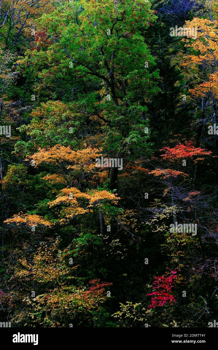Japanese Fall Foliage Stock Photo - Alamy