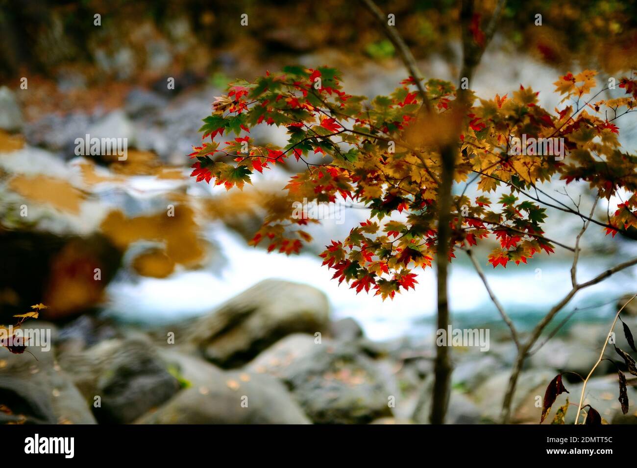 Japanese Fall Foliage Stock Photo - Alamy