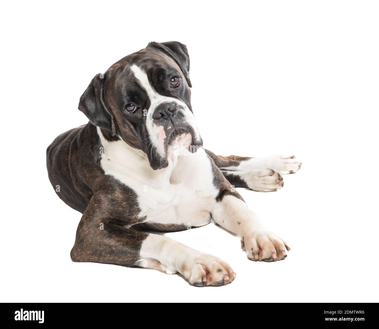 Boxer dog lying down on hi-res stock photography and images - Alamy