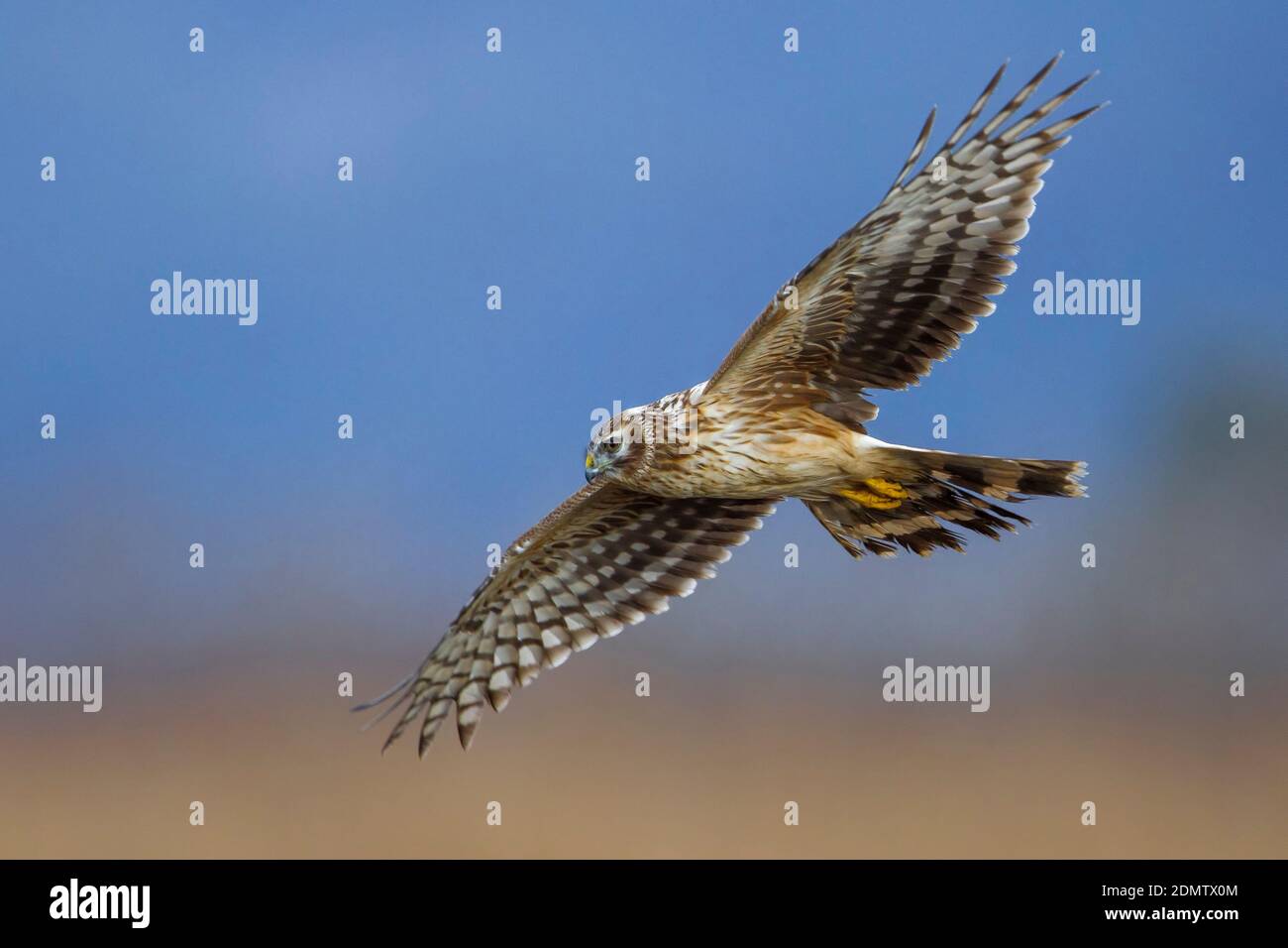 Albanella reale hi-res stock photography and images - Alamy