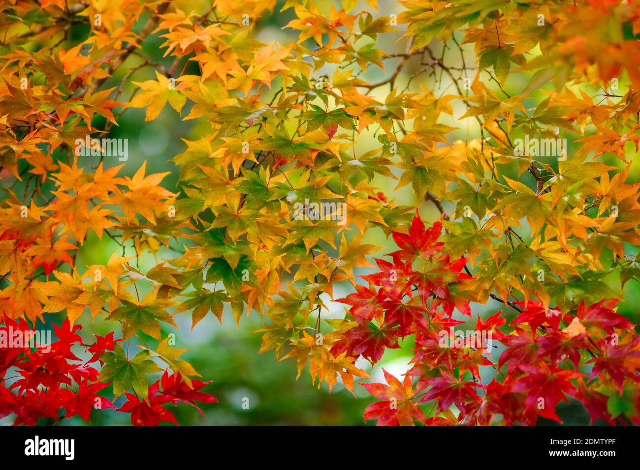 Japanese Fall Foliage Stock Photo - Alamy
