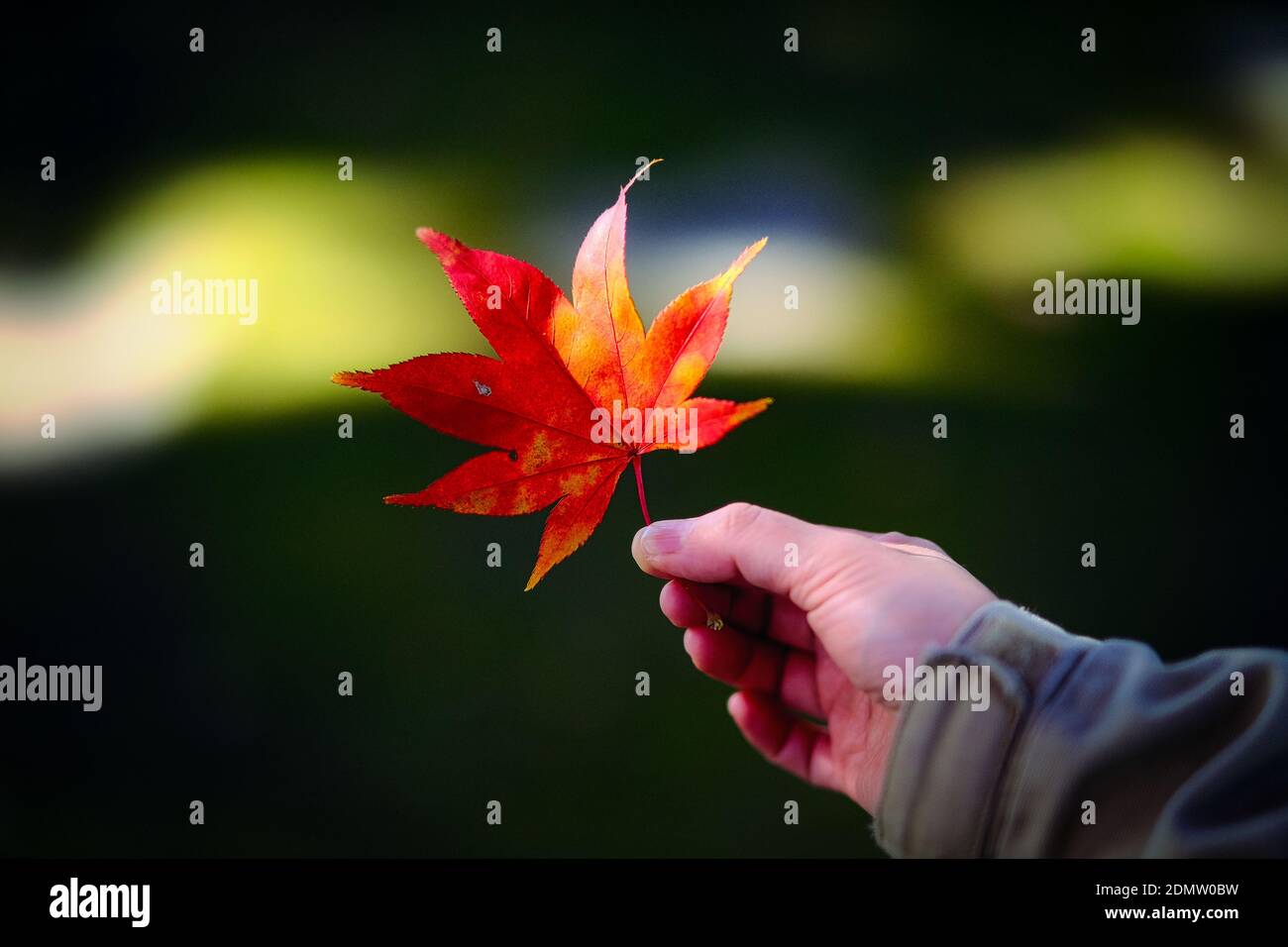Hand having hi-res stock photography and images - Alamy