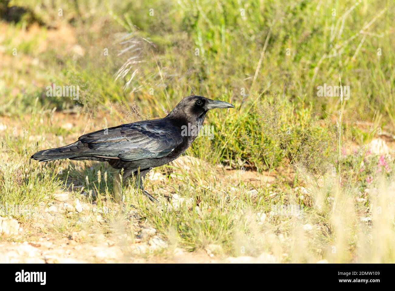 Cape Crow (Corvus capensis), big black bird in Kgalagadi Transfontier ...